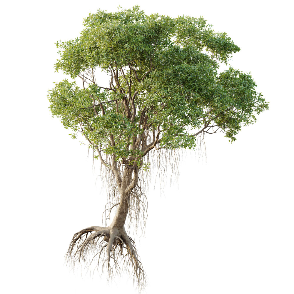 Mangrove Gray Avicennia Marina with Aerial Roots and Branching Canopy ...