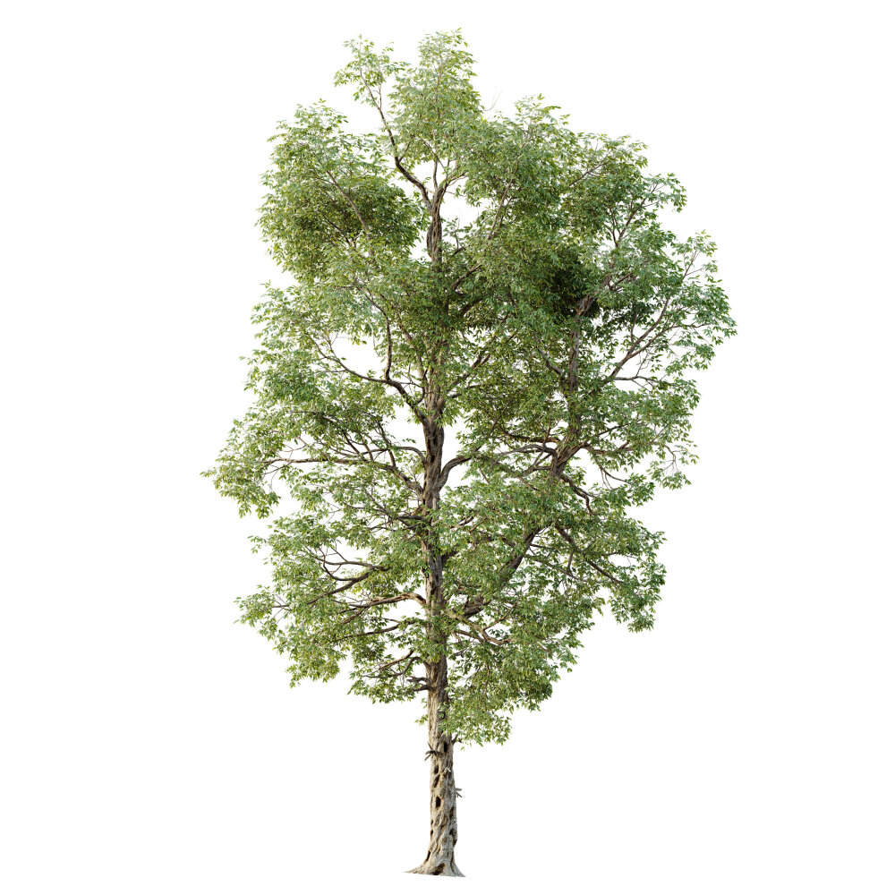 Tall Carya Glabra Ovalis Caryer Rouge Hickory 3D model - Download Trees ...