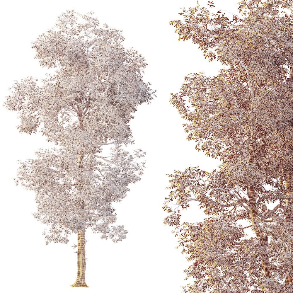 Tall Carya Glabra Ovalis Caryer Rouge Hickory 3D model - Download Trees ...