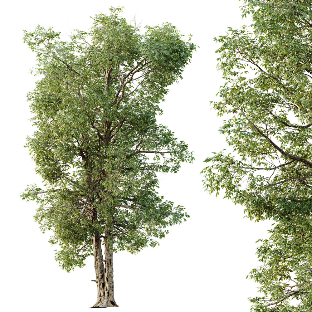 Carya Glabra Ovalis Caryer Rouge Hickory with Twisted Trunk 3D model ...