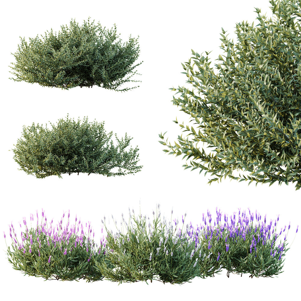 Variety of Shrubs and Lavender 3D model - Download on 3DModels.org