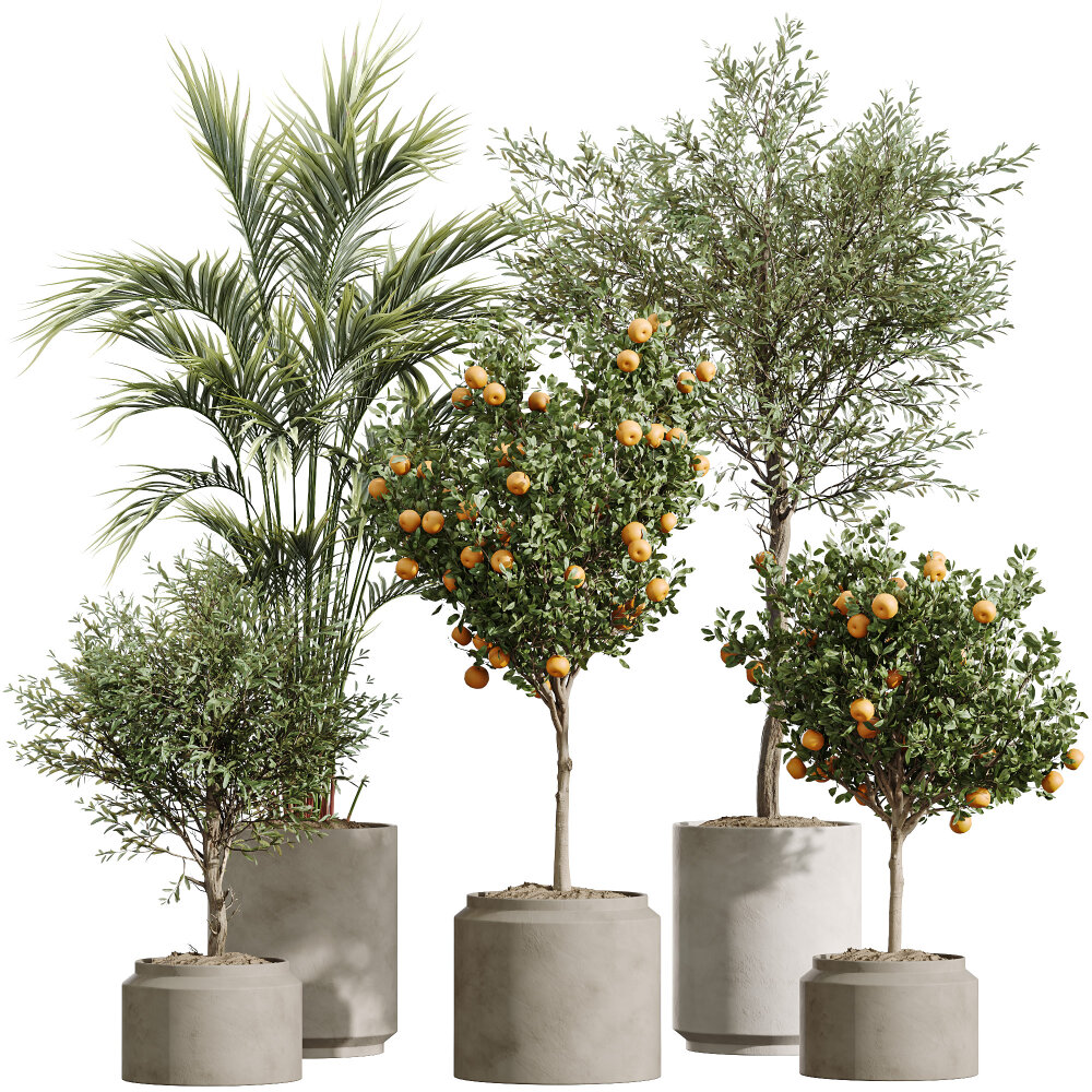 Potted Olive, Palm and Fruit Orange Tree 3Dモデル - ダウンロード ハウスプラント on ...