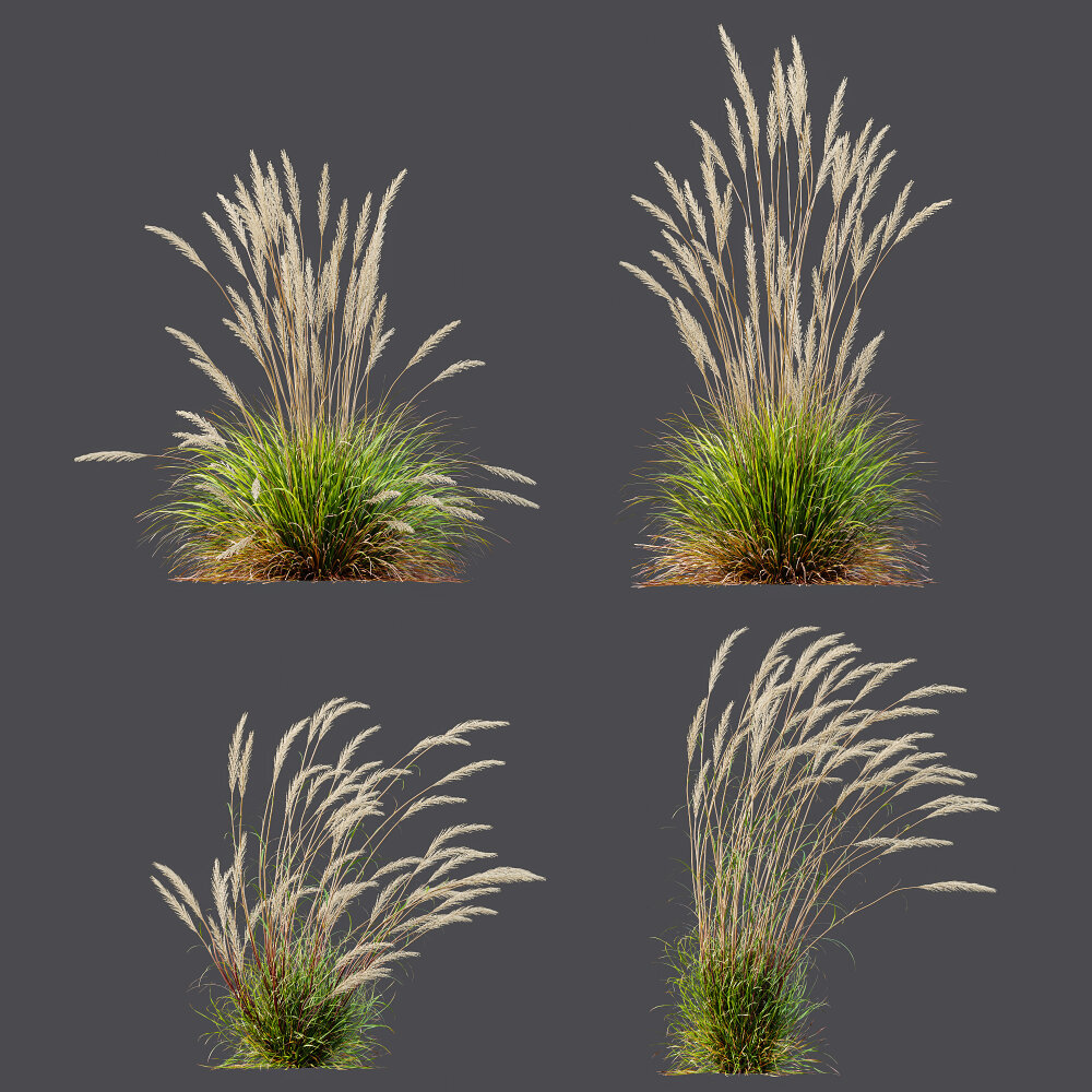 Grass with Tall Feathery Plumes 3D model - Download Grass on 3DModels.org