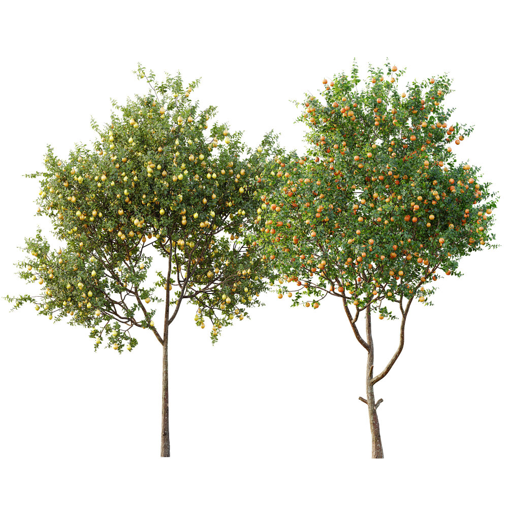 Citrus Meyer Lemon Orange and Citrus Sinensis Orange Arancio 3D model ...