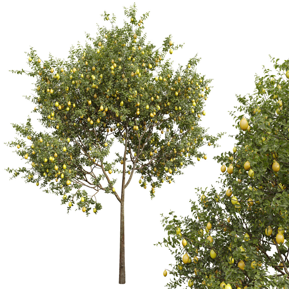 Citrus Meyer Lemon Orange and Citrus Sinensis Orange Arancio 3D model ...