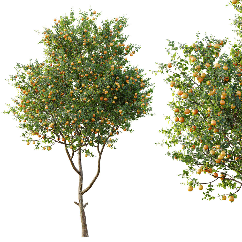 Citrus Meyer Lemon Orange and Citrus Sinensis Orange Arancio 3D model ...