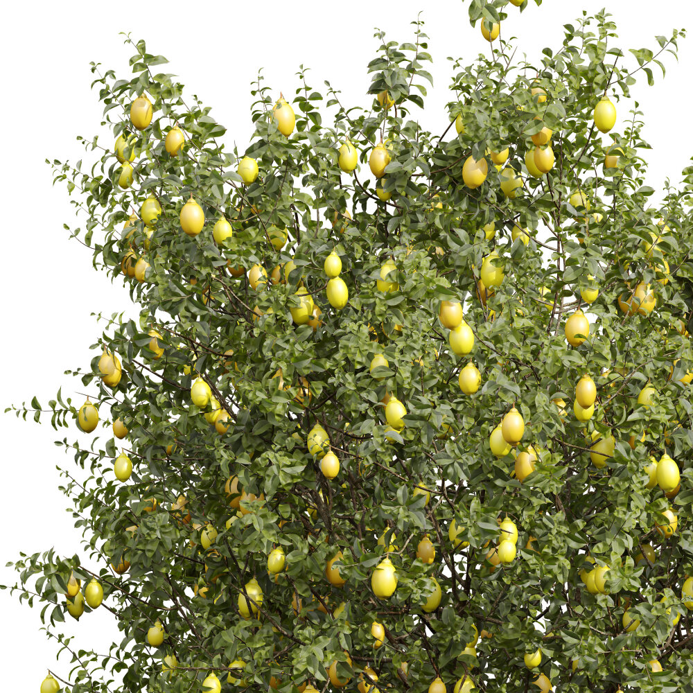 Citrus Meyer Lemon Orange and Citrus Meyer Lemon 3D model - Download ...