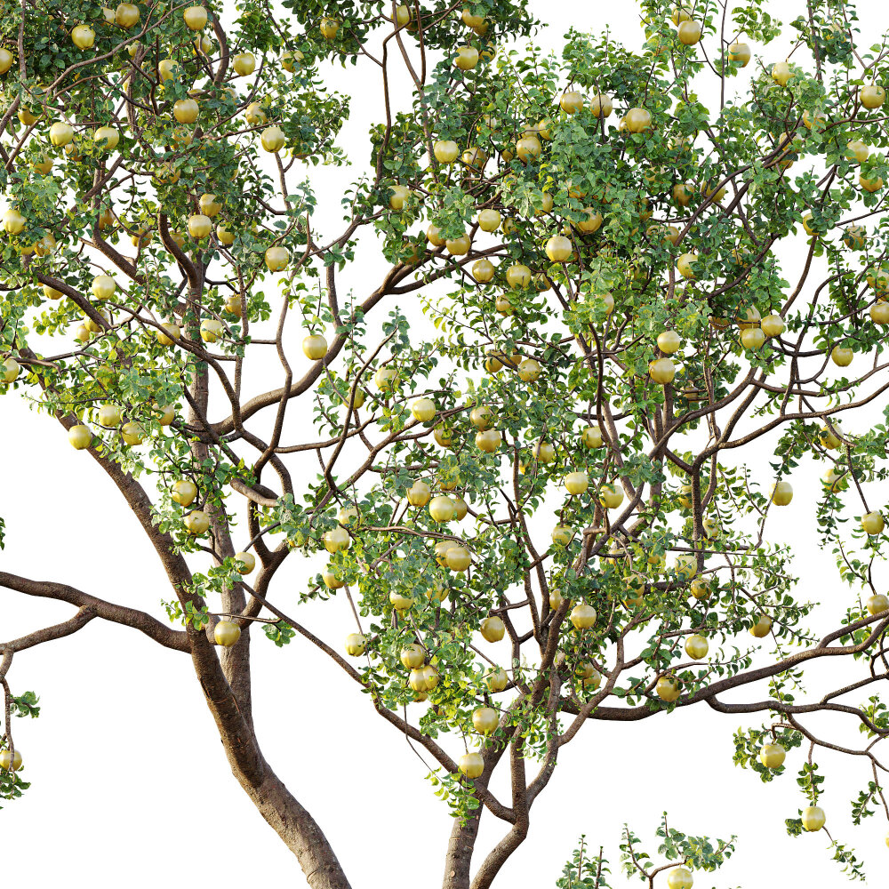 Malus Pumila Apple Yellow and Citrus Sinensis Orange Arancio 3D model ...