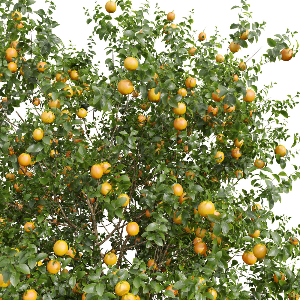 Malus Pumila Apple Yellow and Citrus Sinensis Orange Arancio 3D model ...
