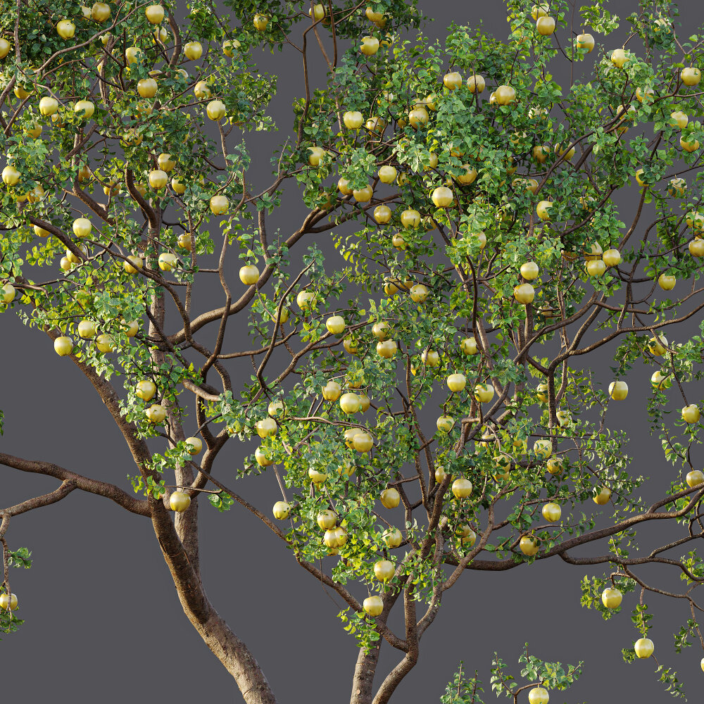 Malus Pumila Apple Yellow and Citrus Sinensis Orange Arancio 3D model ...