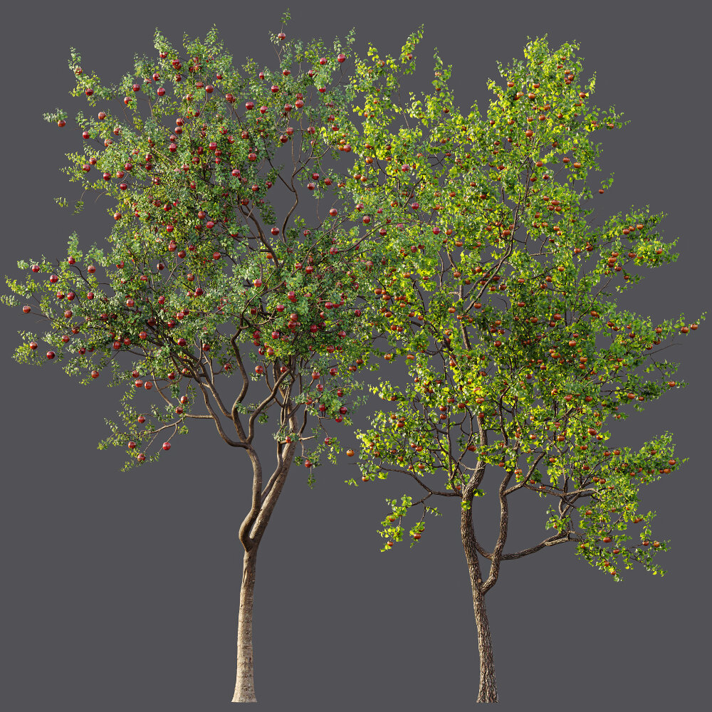 Diospyros Kaki Persimmon and Malus Pumila Apple Red 3D model - Download ...