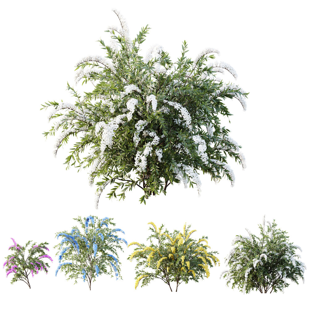Spiraea Shrub with Varied Floral Blooms 3D model - Download Bushes on ...