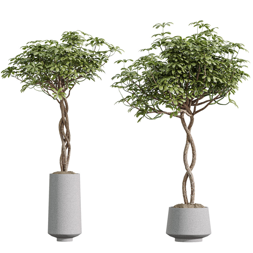 Elegant Indoor Trees in Cylindrical Concrete Planters 3D model ...
