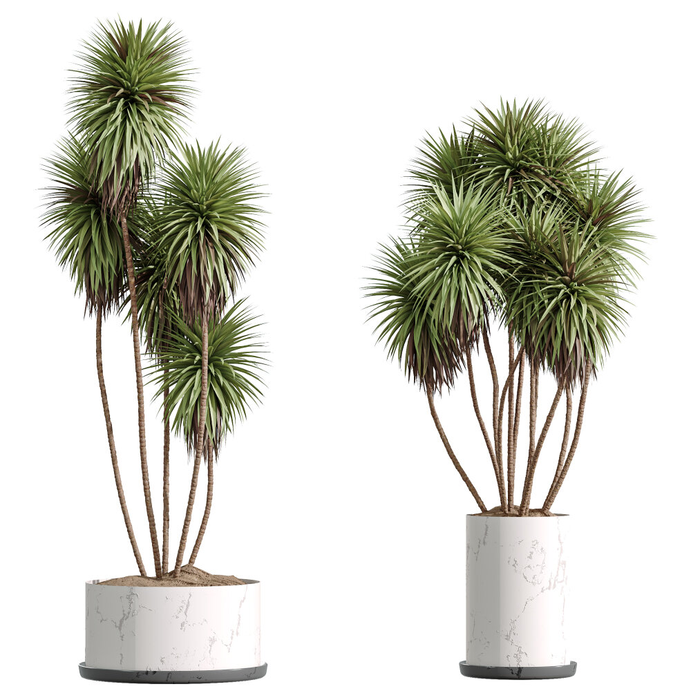 Elegant Indoor Trees in Cylindrical Concrete Planters 3D model ...