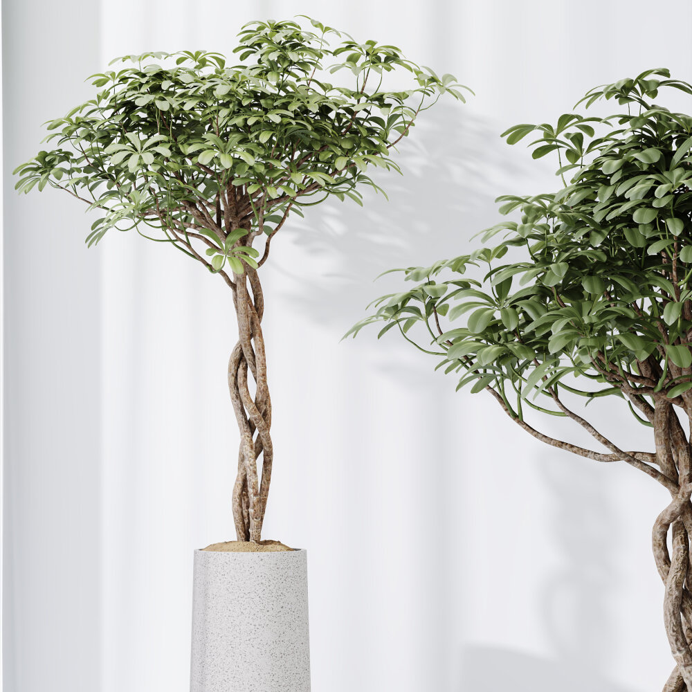 Elegant Indoor Trees in Cylindrical Concrete Planters 3D model ...