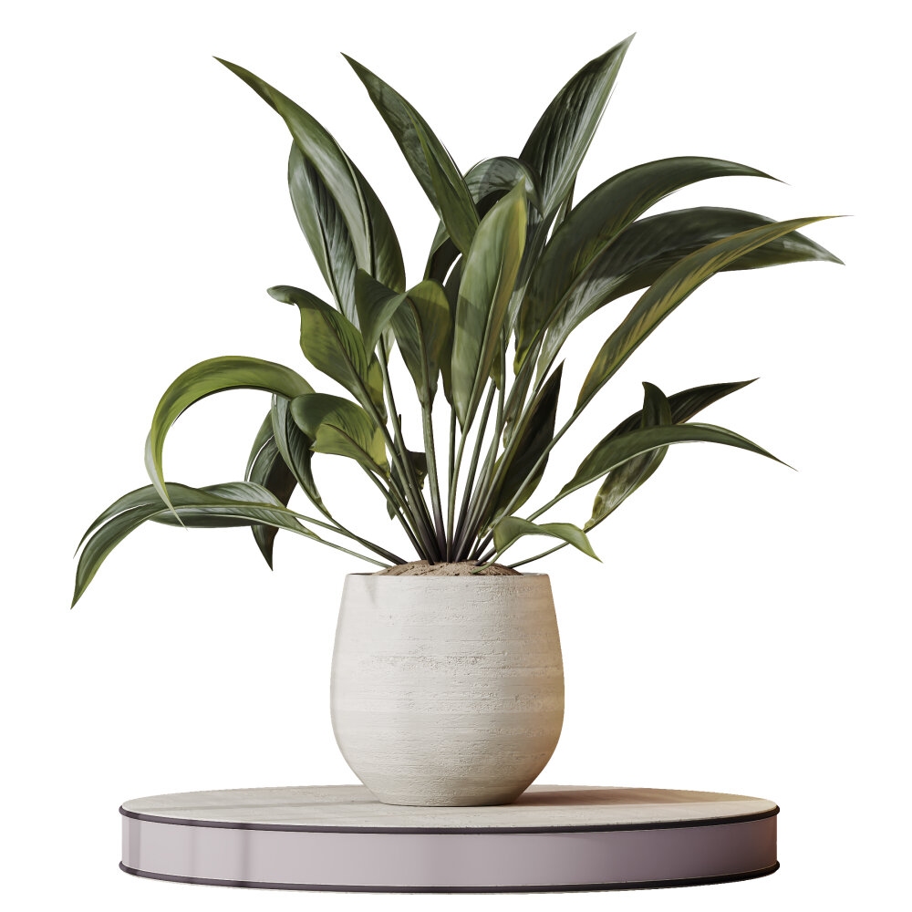 Elegant Indoor Trees in Cylindrical Concrete Planters 3D model ...