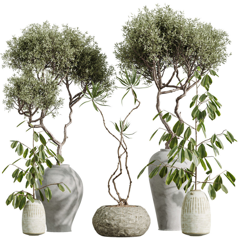 Potted Olive Trees in Ceramic Vases 3D model - Download Houseplants on ...