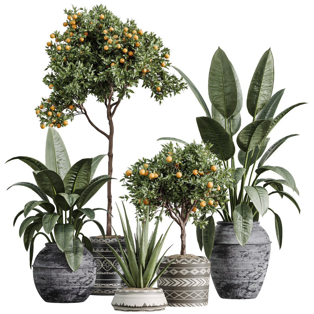 Assorted Potted Plants with Citrus 3D model - Download Houseplants on ...