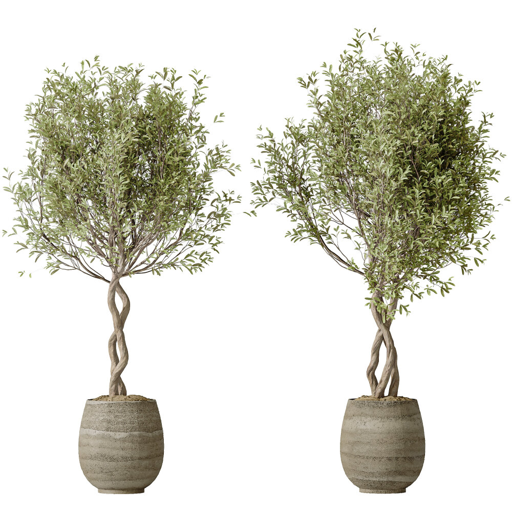 Potted Olive Trees with Rustic Concrete Planters 3D model - Download ...
