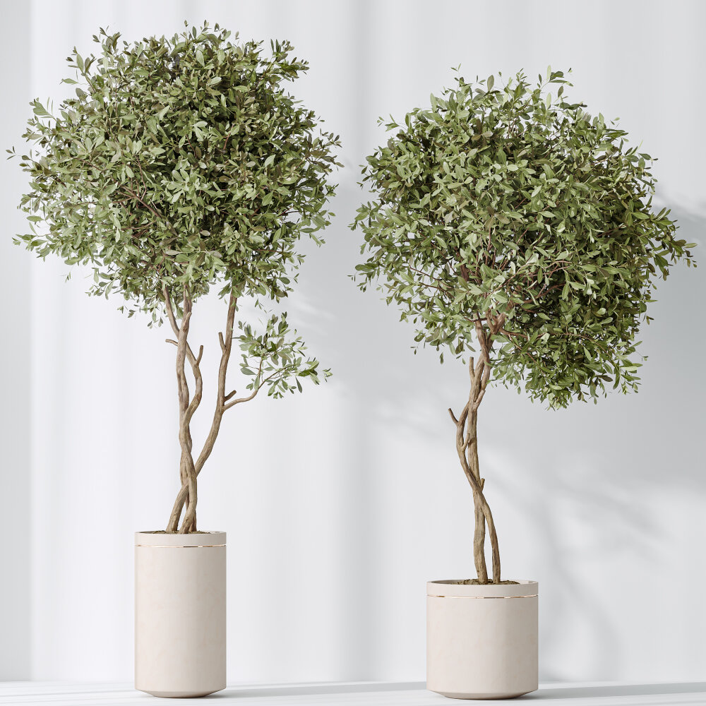 Potted Olive Trees with Rustic Concrete Planters 3D model - Download ...