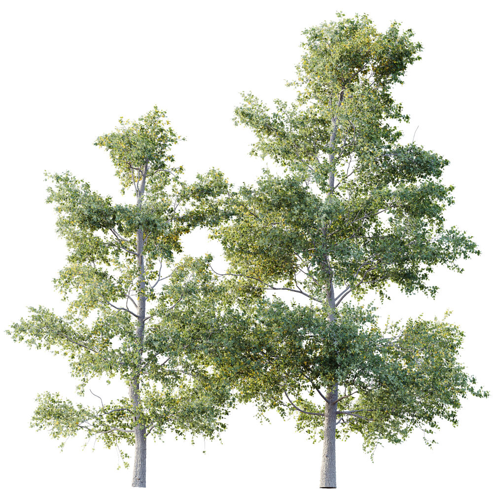 Alnus Tree with Lush Green Foliage 3D model - Download Trees on ...