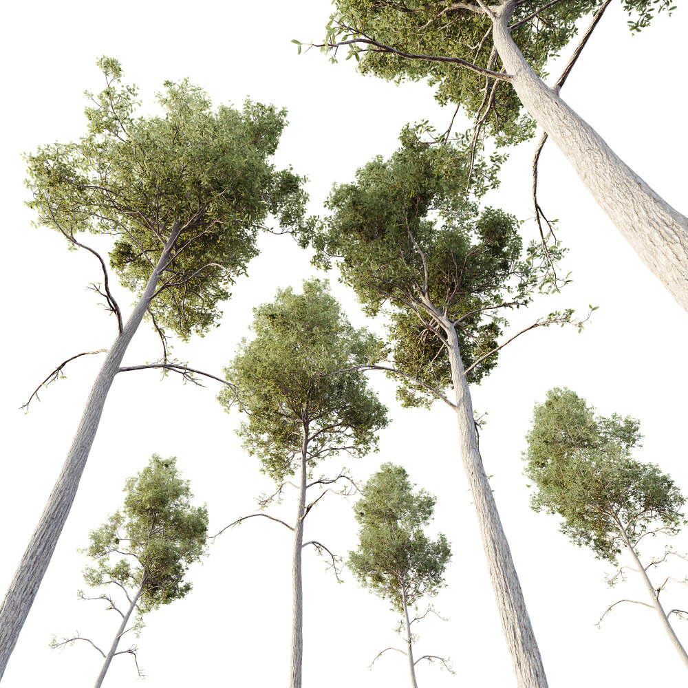 Tall Ash Tree with Lush Green Foliage 3D model - Download Trees on ...