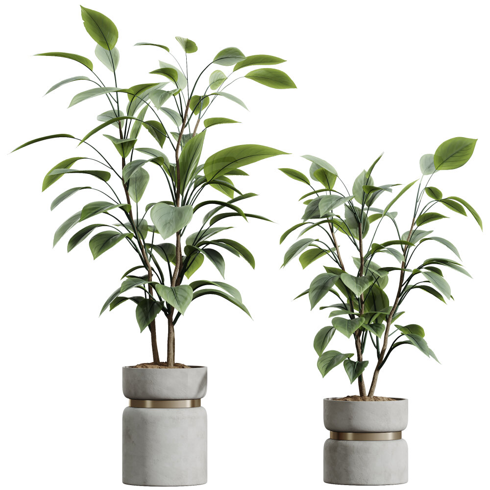 Assorted Indoor Tropical Plants in Textured Planters 3D model ...