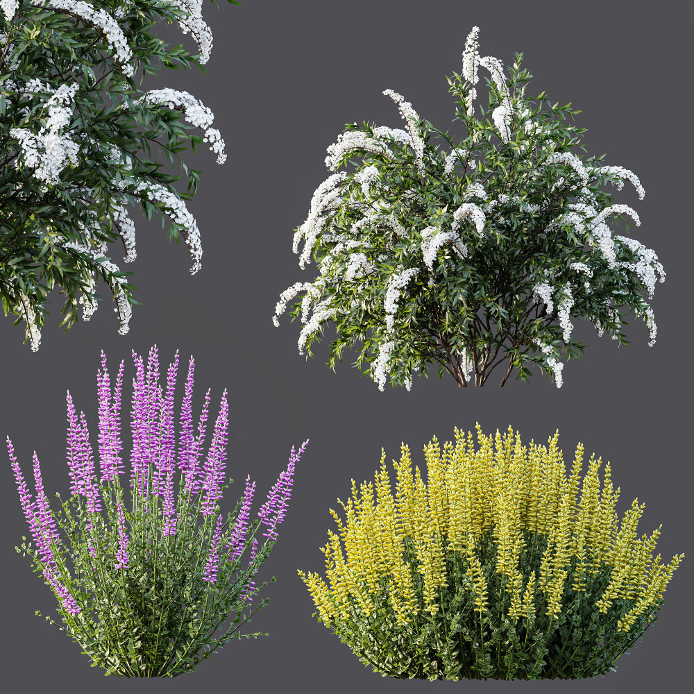 AV Spring Bushes Spiraea Cinerea Grefsheim Flowering and Calluna ...