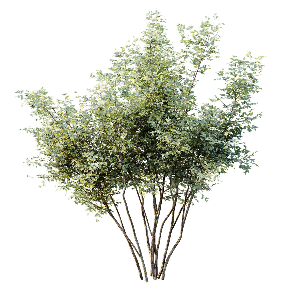 AV Spiraea Cinerea Grefsheim Flowering Shrub 3D model - Download Bushes ...