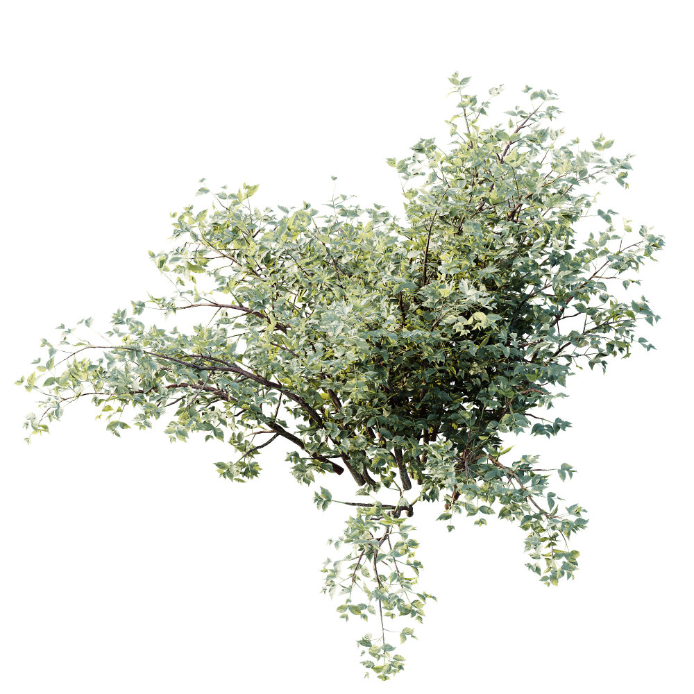 AV Spiraea Cinerea Grefsheim Flowering Shrub 3D model - Download Bushes ...
