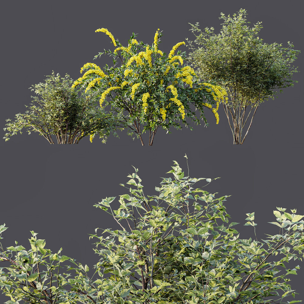 AV Spiraea Cinerea Grefsheim Flowering Shrub 3D model - Download Bushes ...