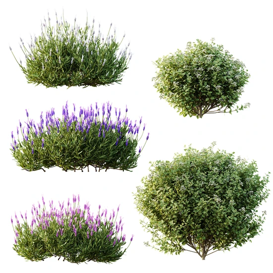 Lavender 3D Models Download - 3DModels.org