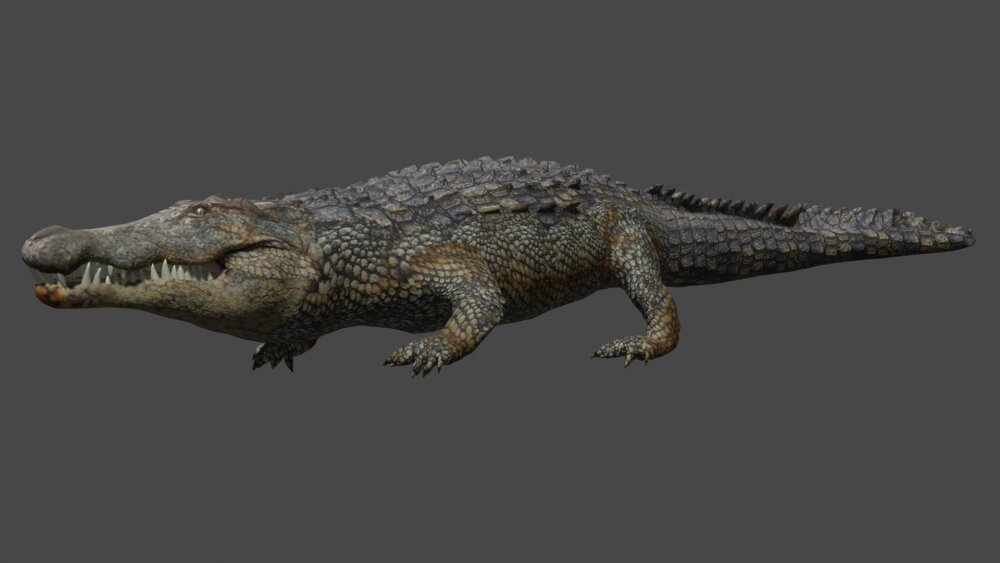 Alligator with Detailed Scales 3D model - Download Reptile on 3DModels.org