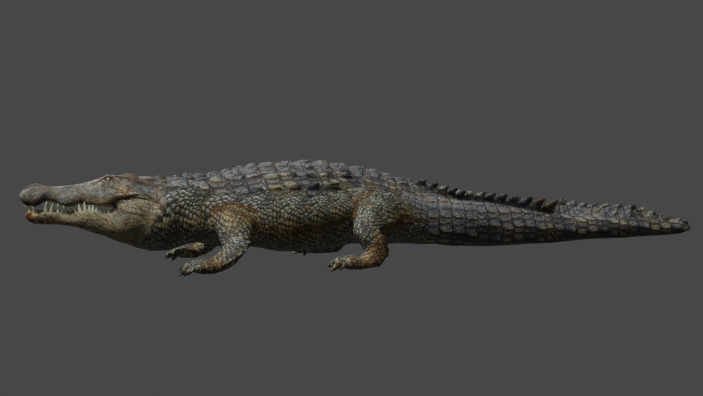 Alligator with Detailed Scales 3D model - Download Reptile on 3DModels.org
