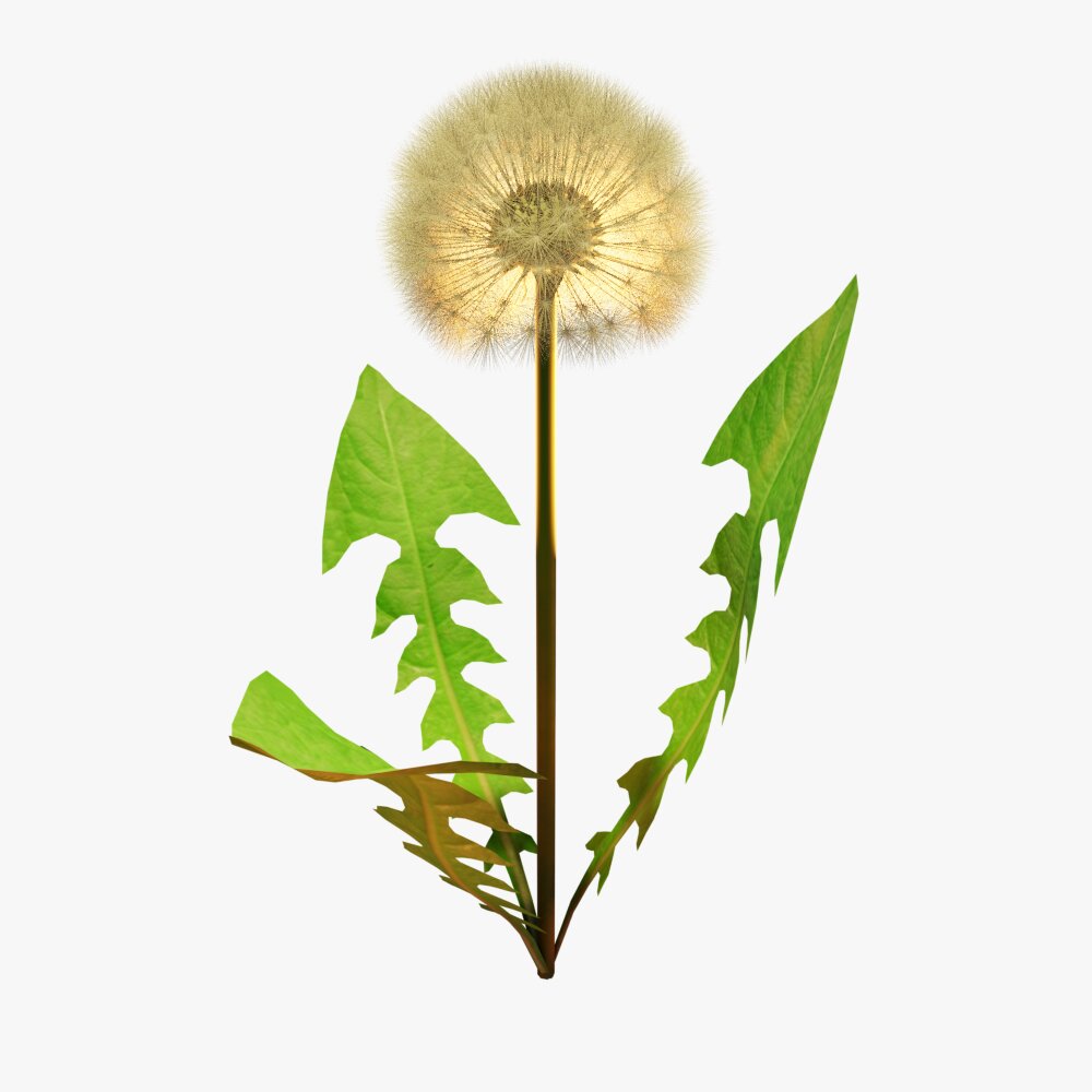 Dandelion with Seed Head 3D model - Download Flowers on 3DModels.org