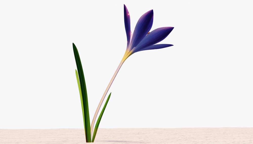 Crocus Blossom 3D model - Download Flowers on 3DModels.org