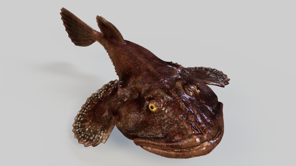 European Angler Animated 3D model - Download Fish on 3DModels.org