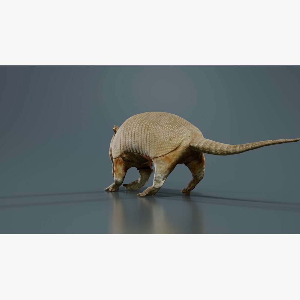 Armadillo Cingulata Xenarthra 3D model - Download Mammals on 3DModels.org