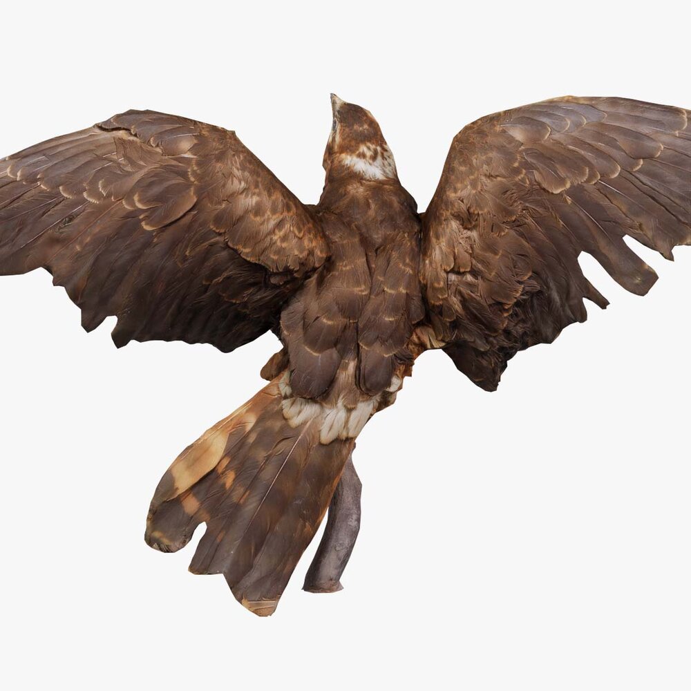 Asgraudief Hawk 3D model - Download Birds on 3DModels.org