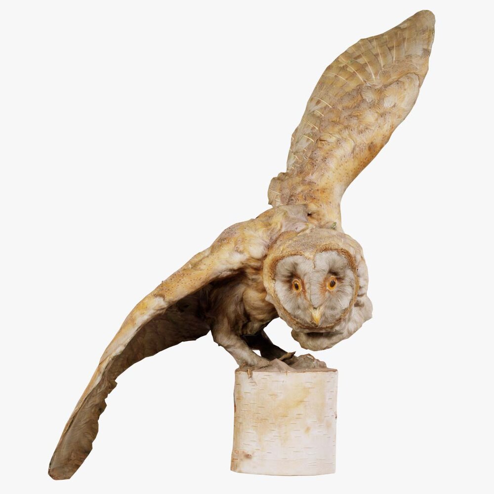 Barn Owl Tyto Alba 3D model - Download Decoration on 3DModels.org