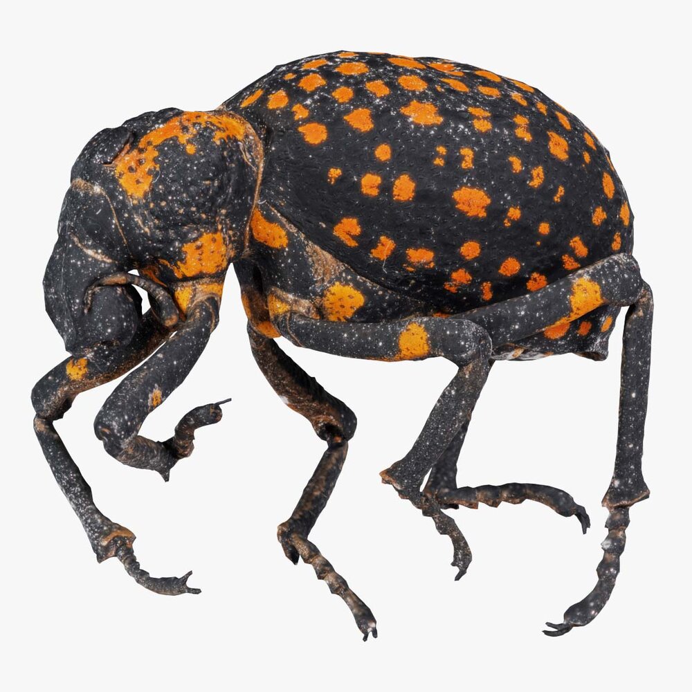 Brachycerus Ornatus 3D model - Download Insects on 3DModels.org