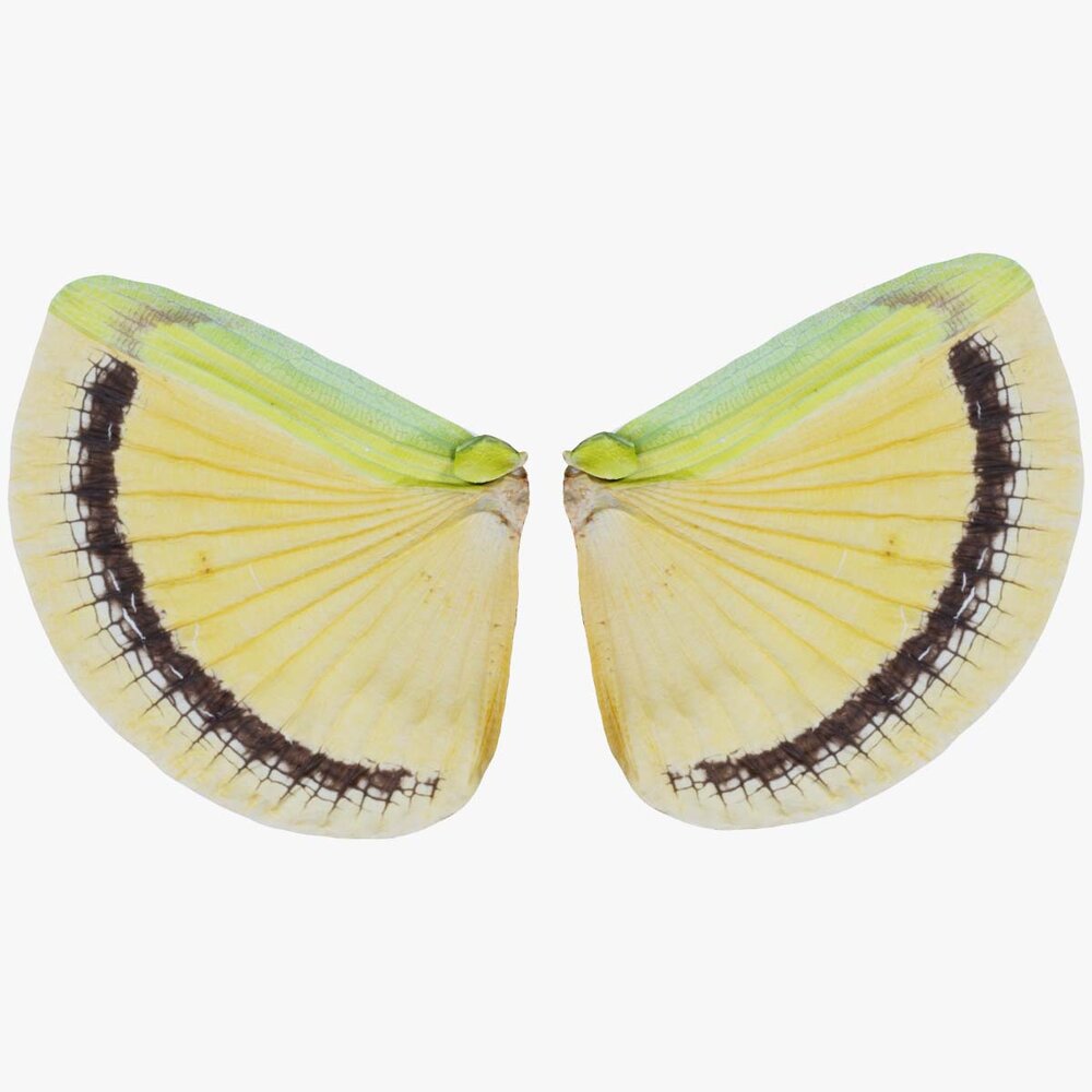 Clouded Sulphur Colias 3D model - Download Insects on 3DModels.org