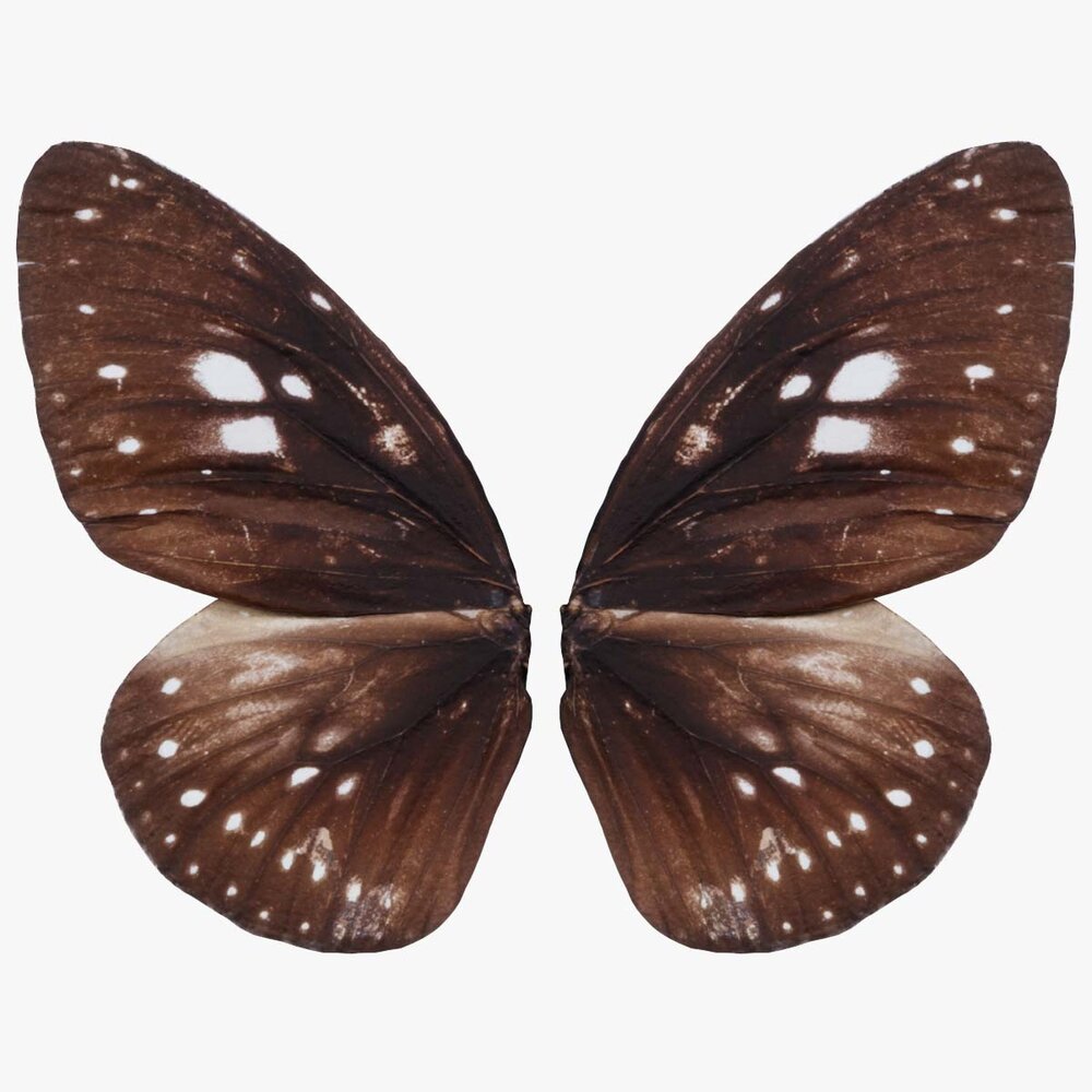 Common Crow Euploea Core 3D model - Download Insects on 3DModels.org