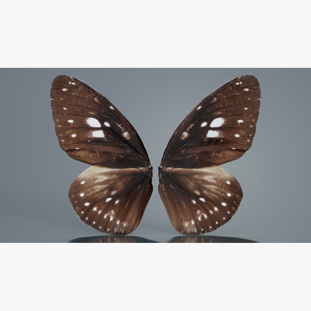 Common Crow Euploea Core 3D model - Download Insects on 3DModels.org