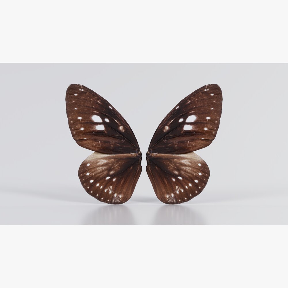 Common Crow Euploea Core 3D model - Download Insects on 3DModels.org