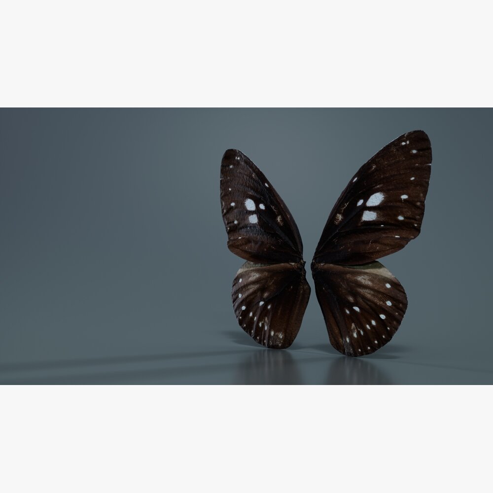 Common Crow Euploea Core 3D model - Download Insects on 3DModels.org