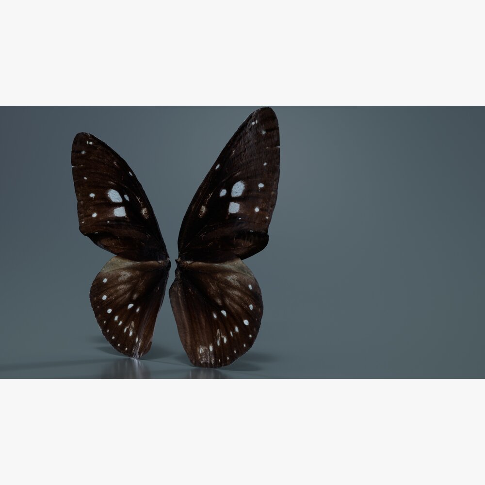 Common Crow Euploea Core 3D model - Download Insects on 3DModels.org