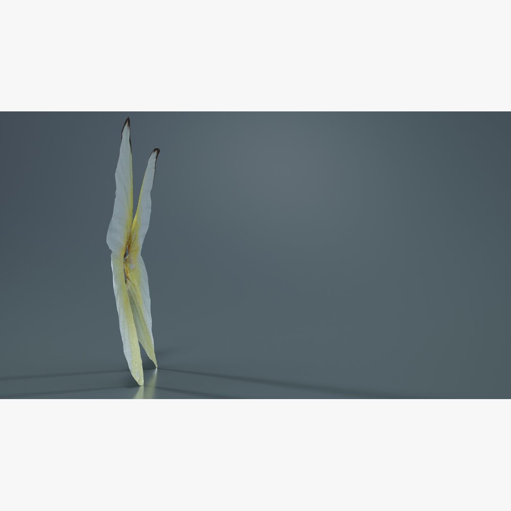 Common Emigrant 3D模型 - 下载 昆虫 on 3DModels.org