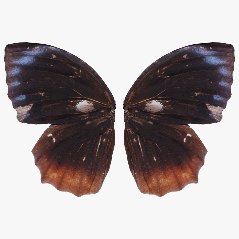 Common Palmfly 3D model - Download Insects on 3DModels.org