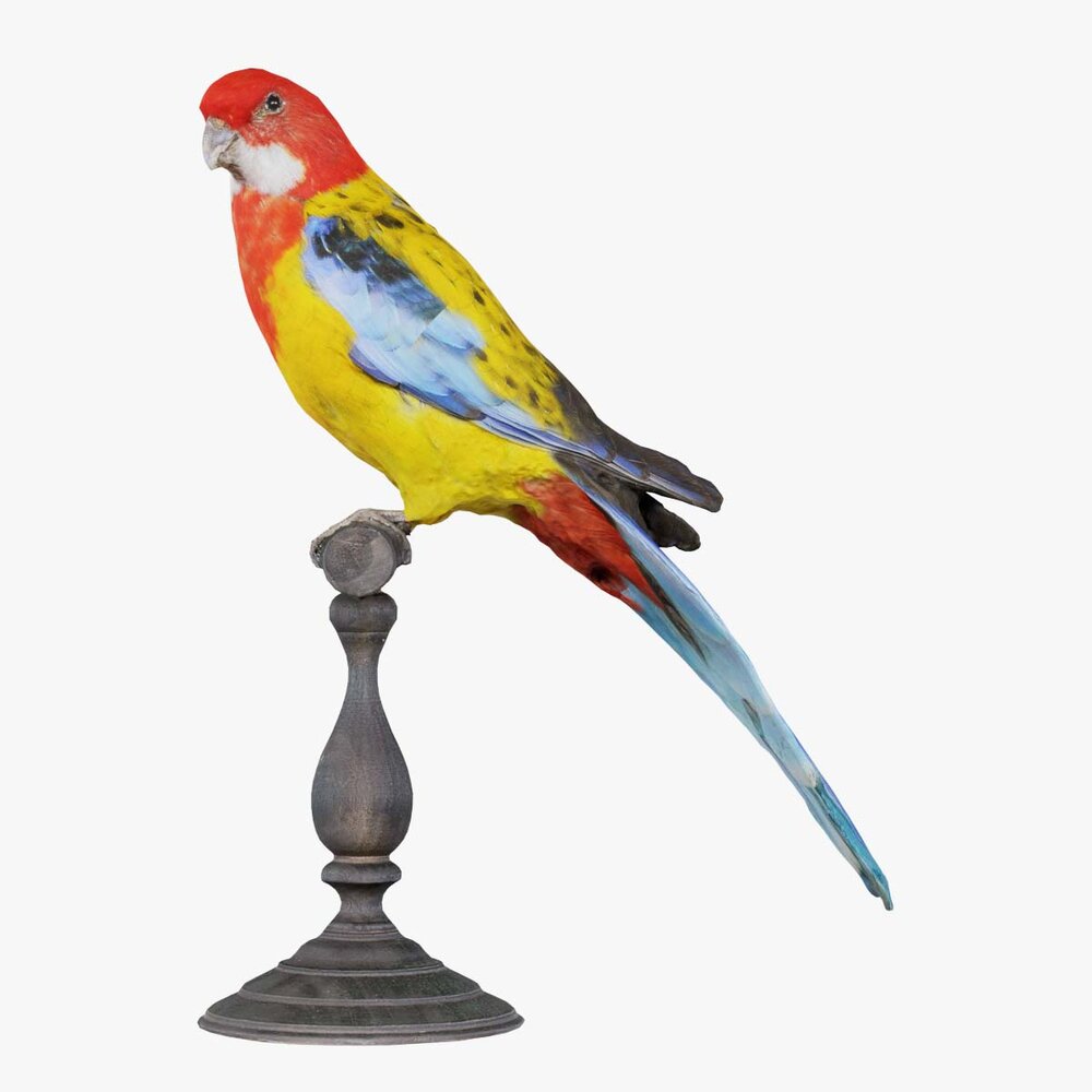 Eastern Rosella Platycercus Eximius 3D model - Download Birds on ...
